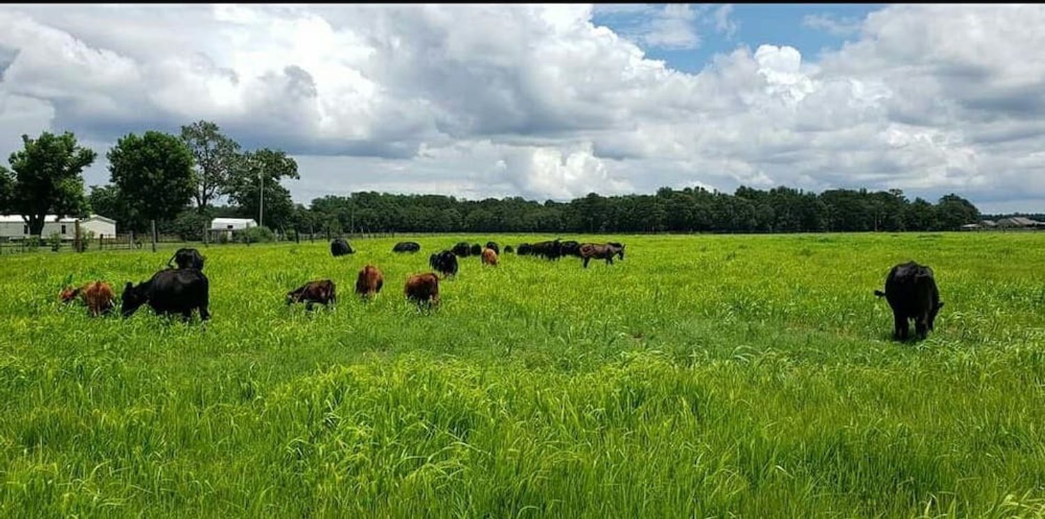 Why Climate Plans Must Include Farmers of Color - In These Times