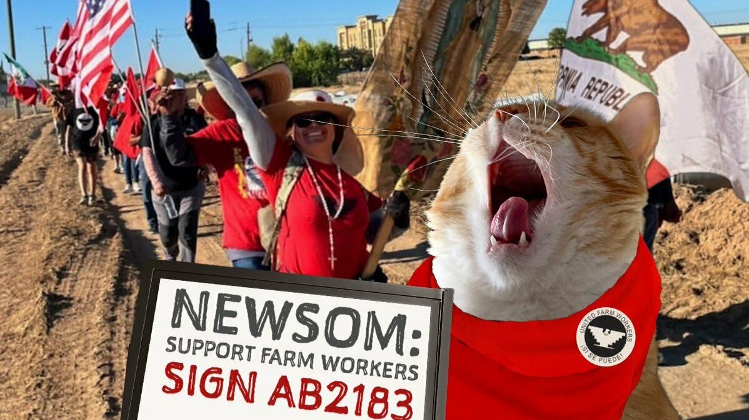 Jorts The Cat Wants You To Fight Back - In These Times
