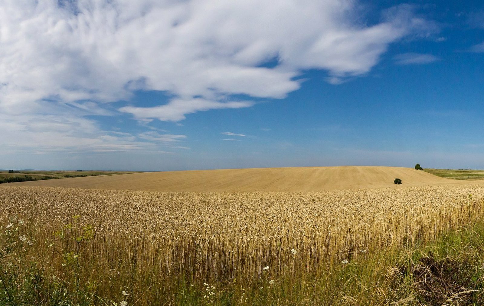 Surging Wheat Prices and Fertilizer Shortages: How the War in Ukraine ...