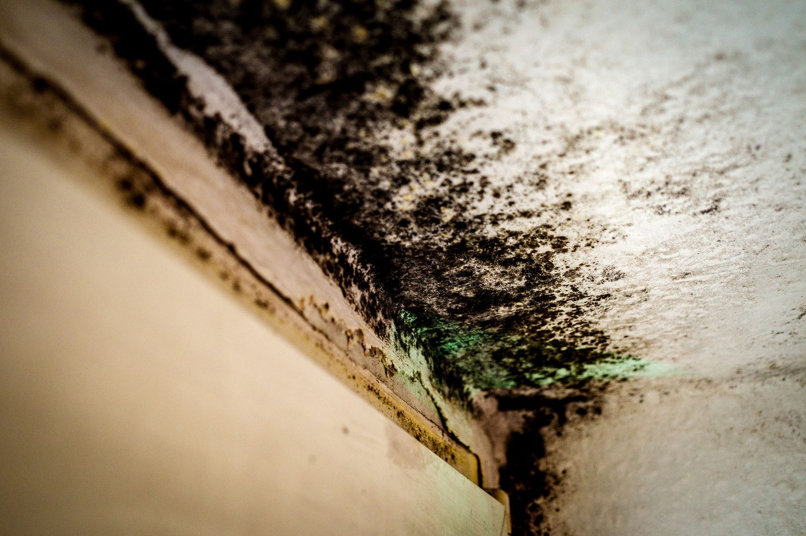 As Corporate Landlords Spread, a Mold Epidemic Takes Root - In These Times